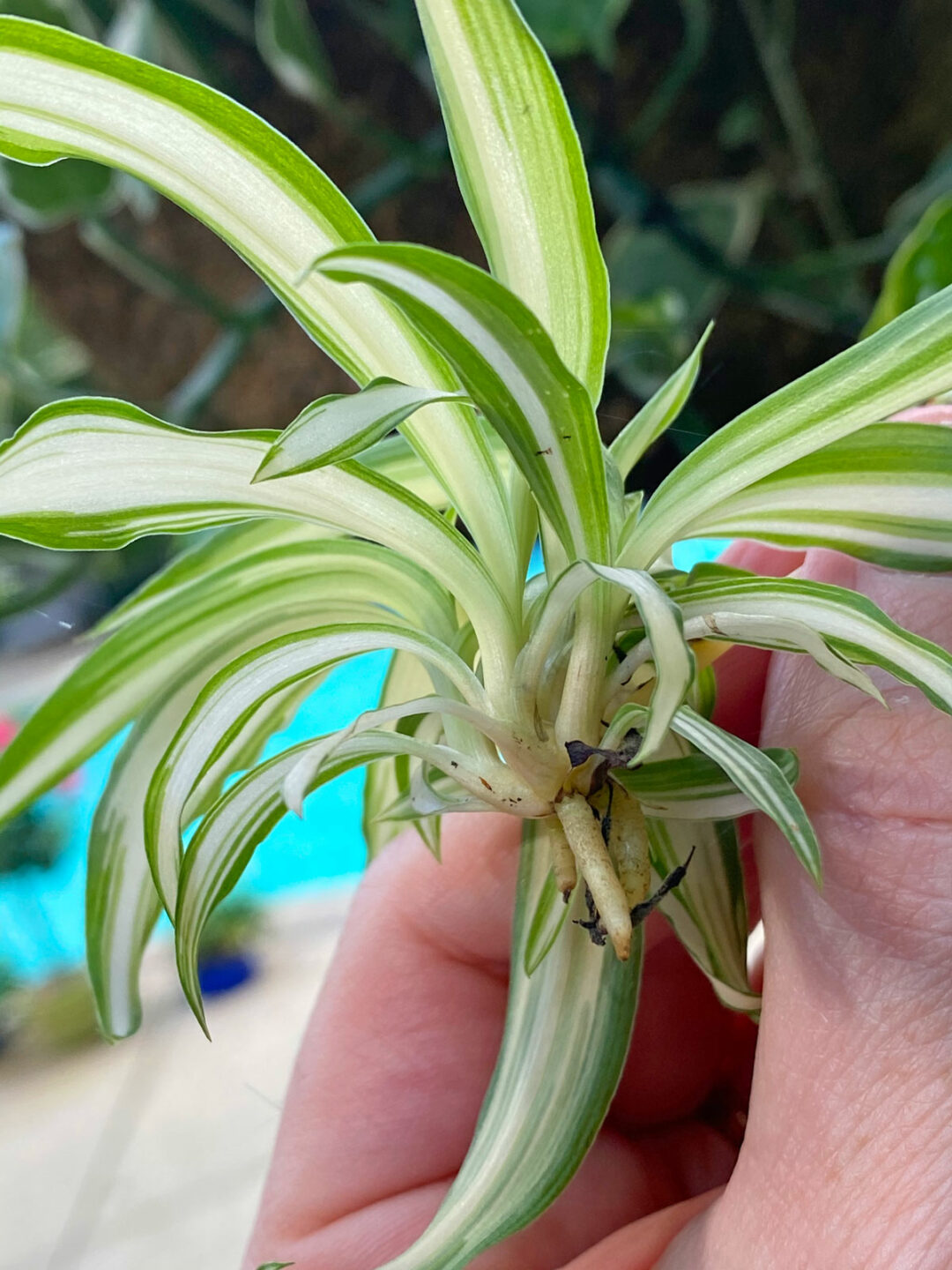 How To Propagate A Spider Plant 5 Easy Methods W Photos