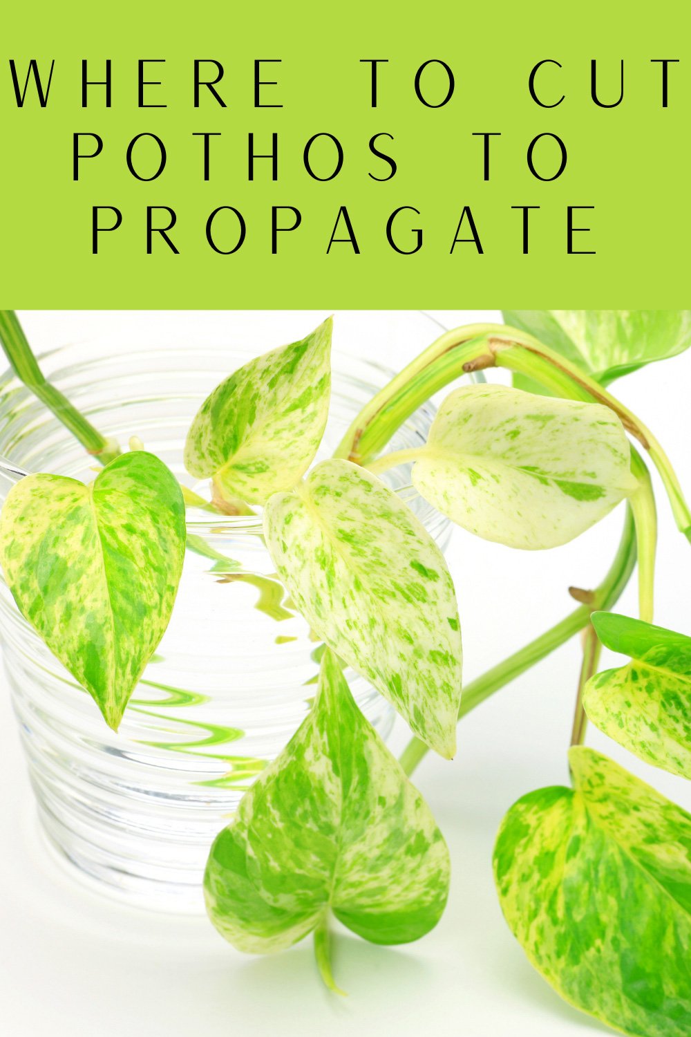 Where to Cut Pothos to Propagate-Simple Steps With Pictures