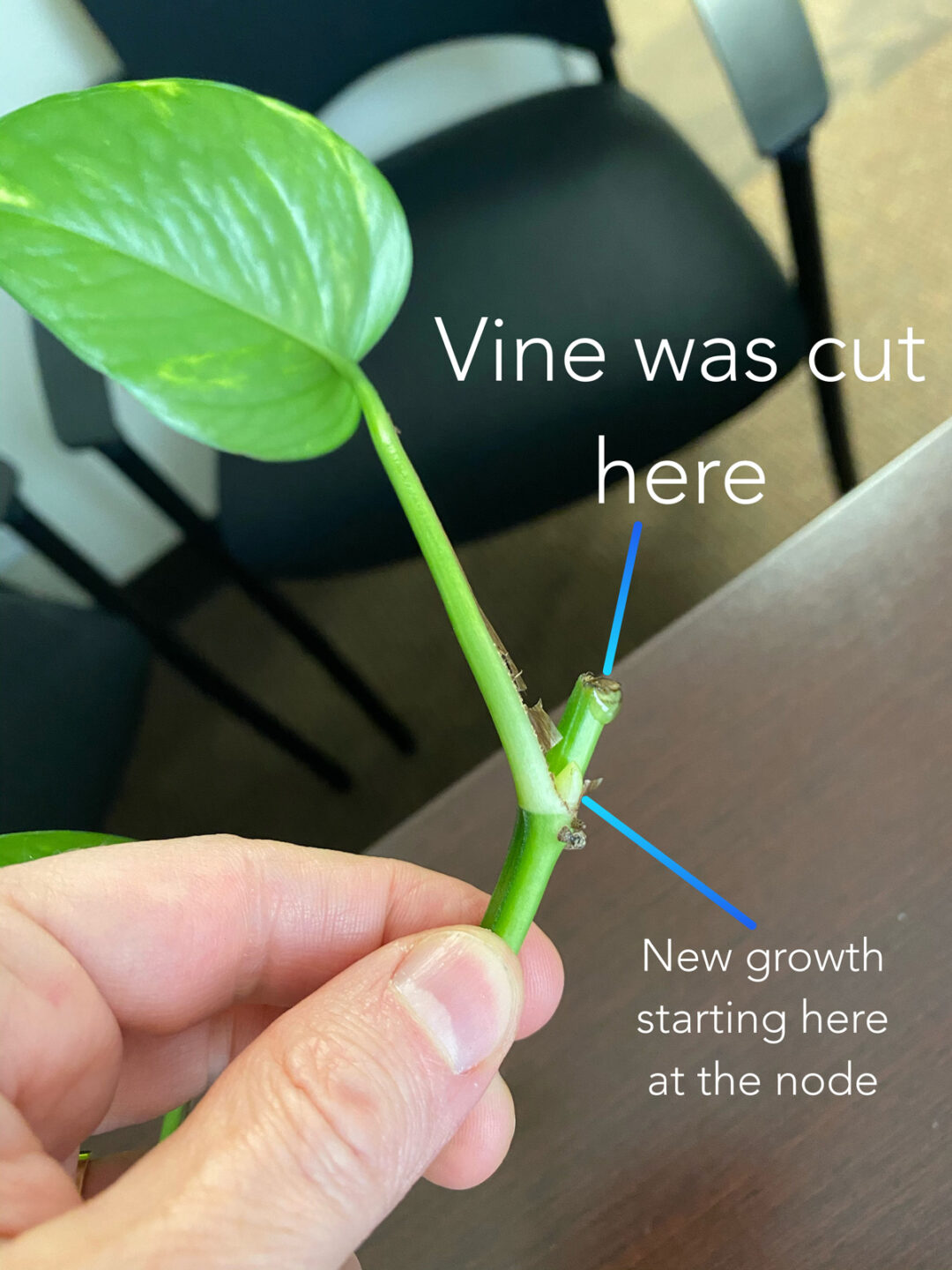 Where to Cut Pothos to Propagate-Simple Steps With Pictures