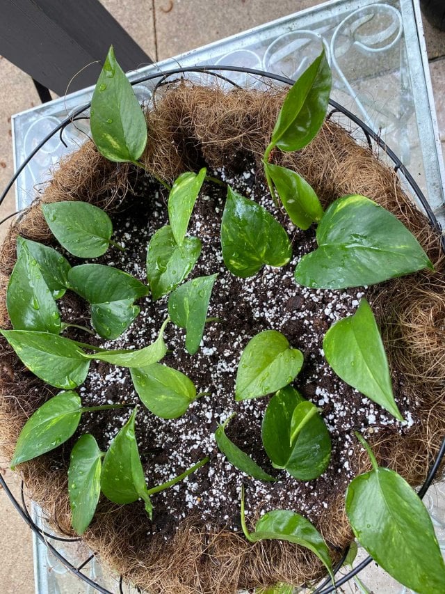 Where to Cut Pothos to Propagate-Simple Steps With Pictures