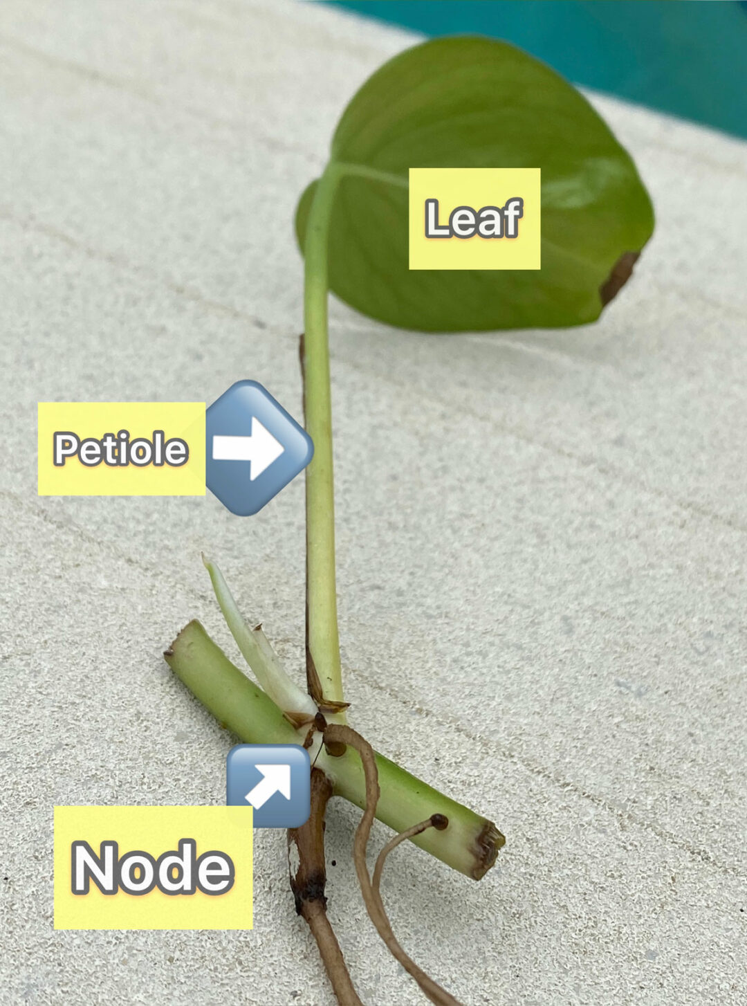 Where To Cut Pothos To Propagate Simple Steps With Pictures