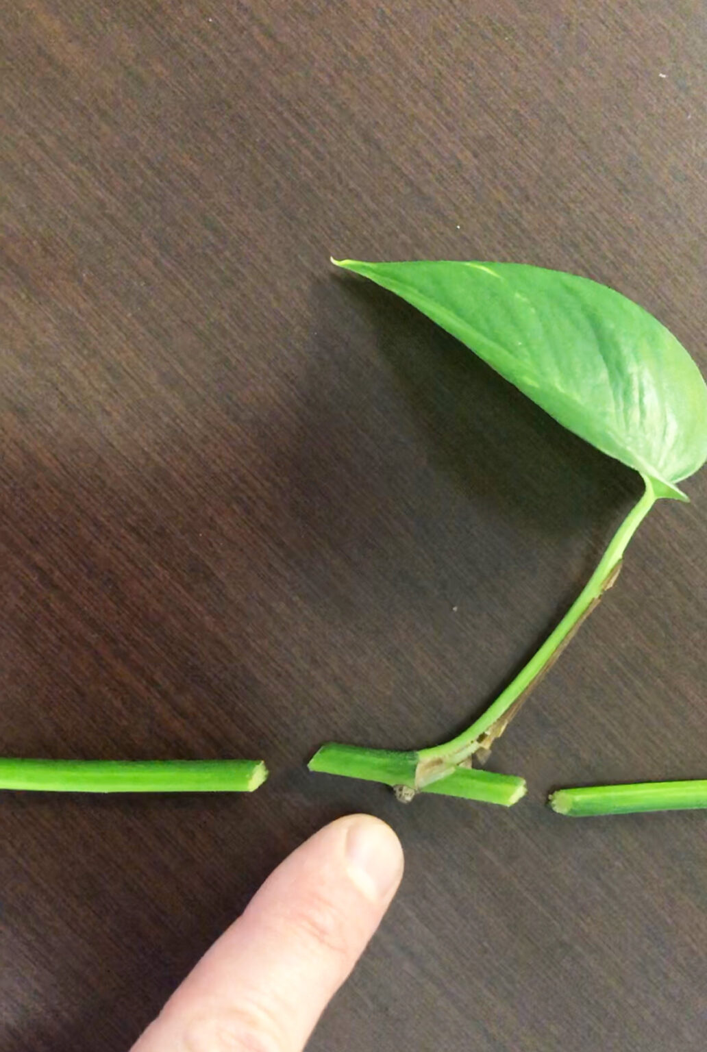 Where to Cut Pothos to Propagate-Simple Steps With Pictures
