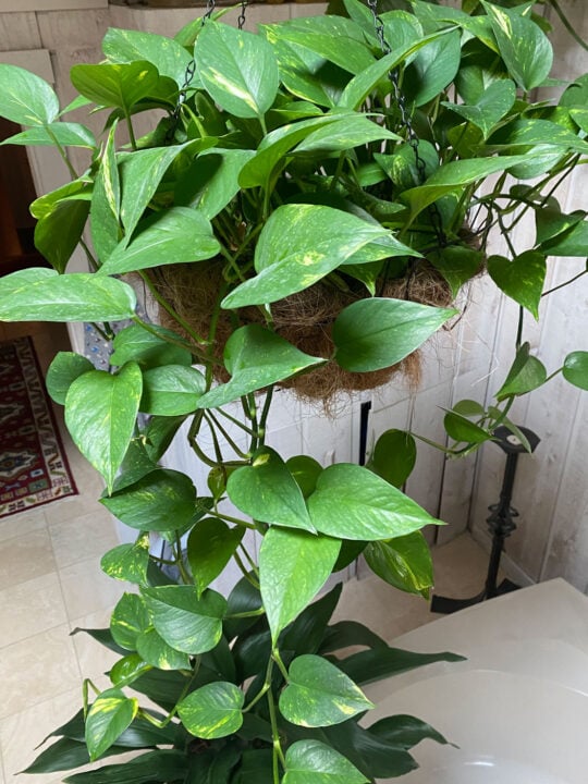 Pothos in the Wild: 5 Cool Facts About This "Houseplant"