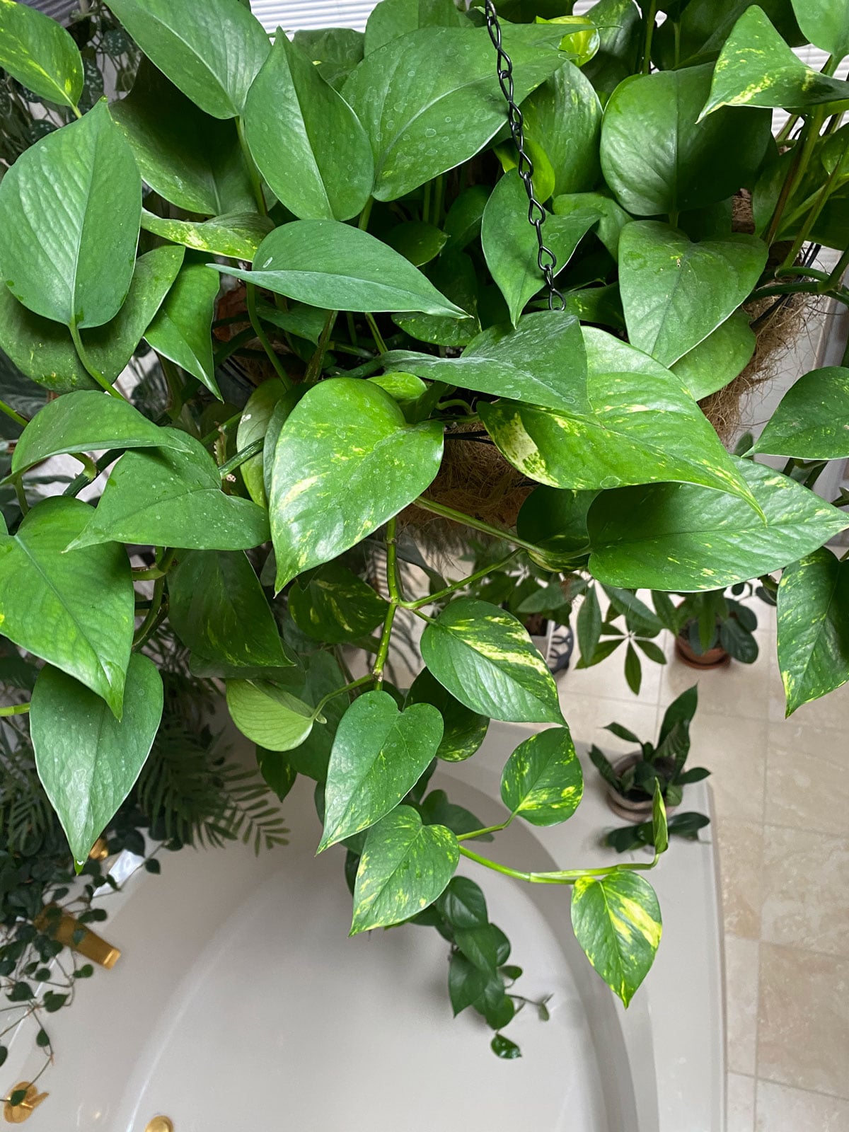 Where to Cut Pothos to Propagate-Simple Steps With Pictures