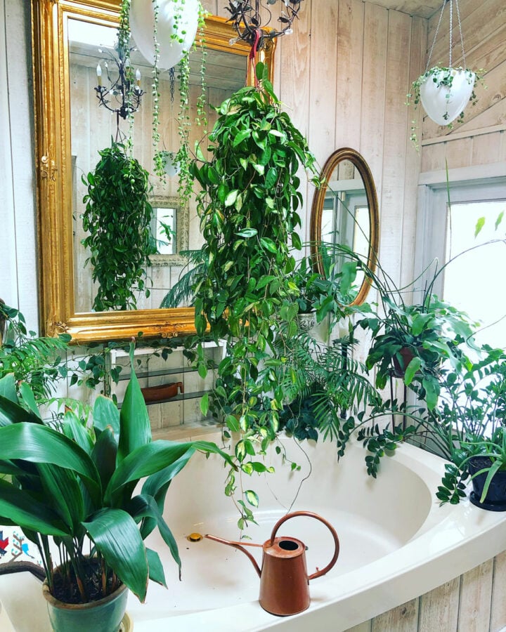 10 Best Hoyas For Beginners: Here Are The Easiest to Grow