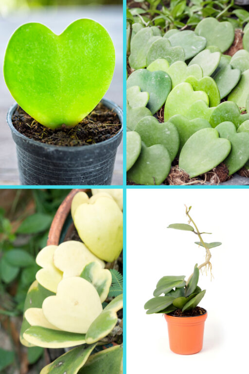 10 Best Hoyas For Beginners: Here Are The Easiest to Grow