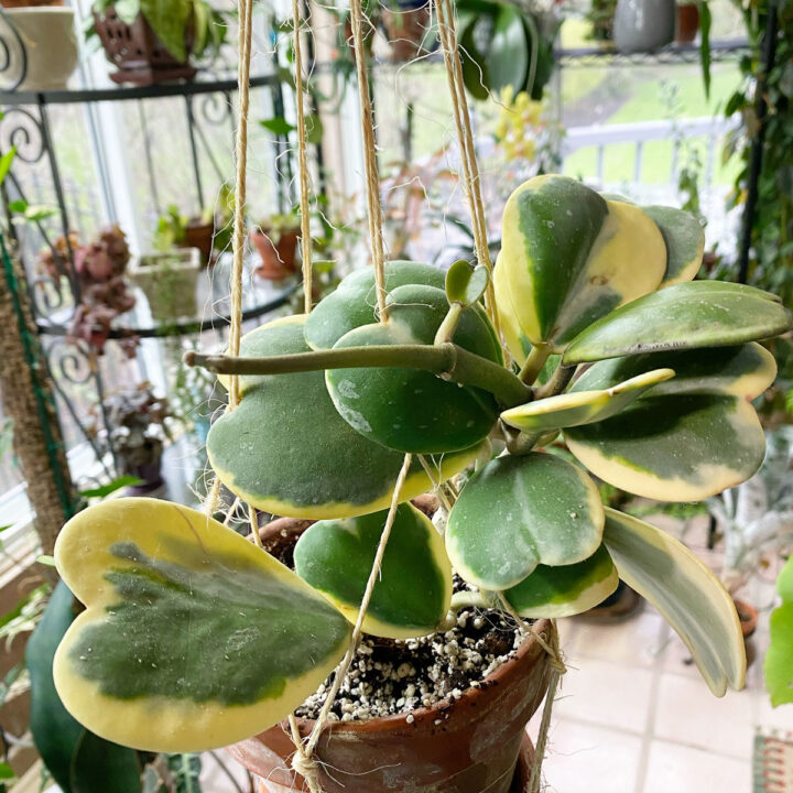 ZZ Plant Varieties: 15 Common, Rare and Variegated Types