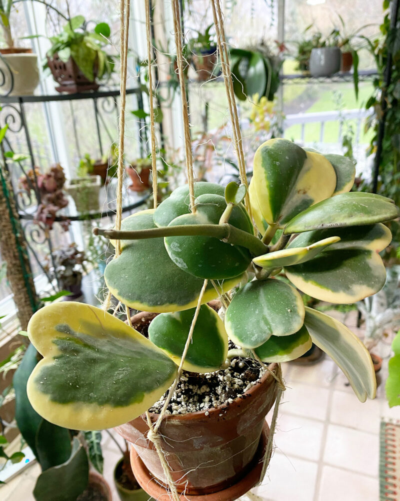 Hoya Multiflora: 7 Care Tips for the Shooting Star Hoya