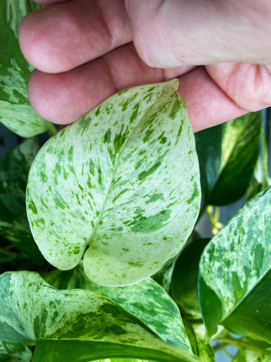 Marble Queen Pothos: The Indispensable Care Guide