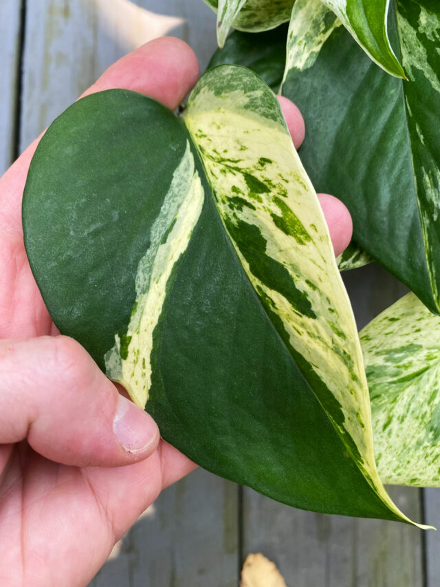 Marble Queen Pothos: The Indispensable Care Guide