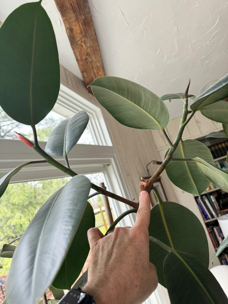 How to Make a Rubber Plant Bushy-3 Tips to Prune for Success