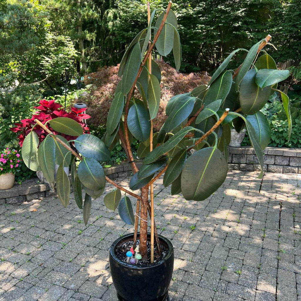 How to Make a Rubber Plant Bushy-3 Tips to Prune for Success