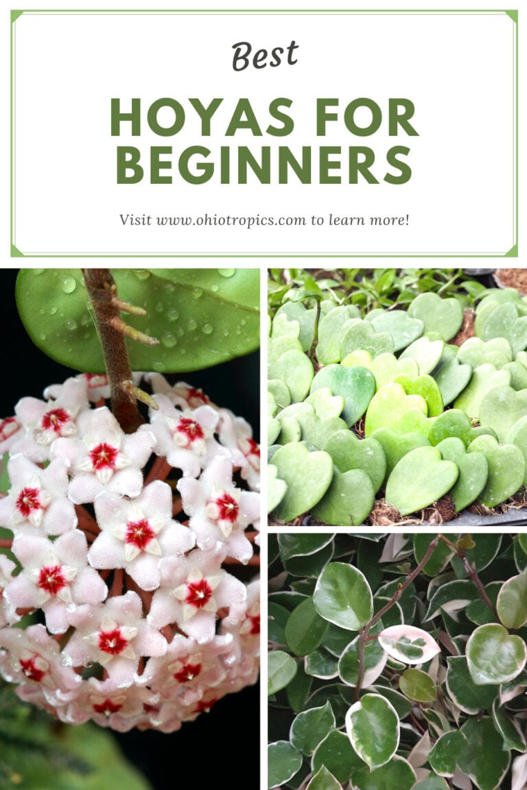 10 Best Hoyas For Beginners: Here Are The Easiest to Grow