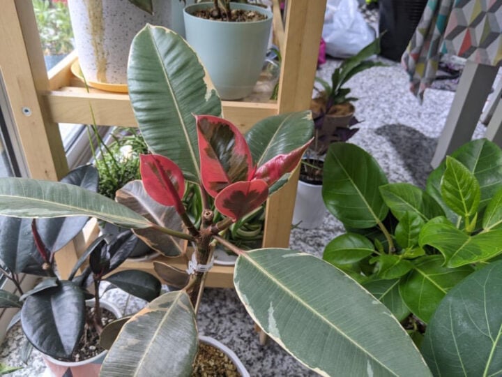 Rubber Plant Varieties: 11 Ficus Elastica Types (w/ Pics)