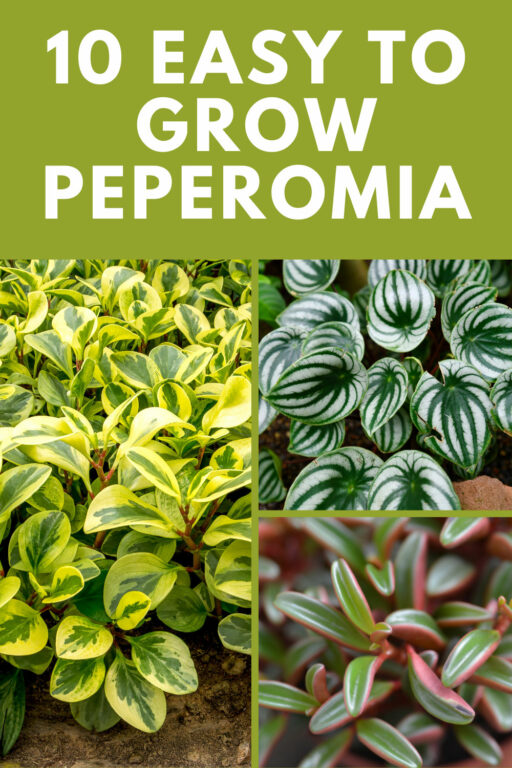 10 Easy to Grow Peperomia For Your Collection (w/ Photos)