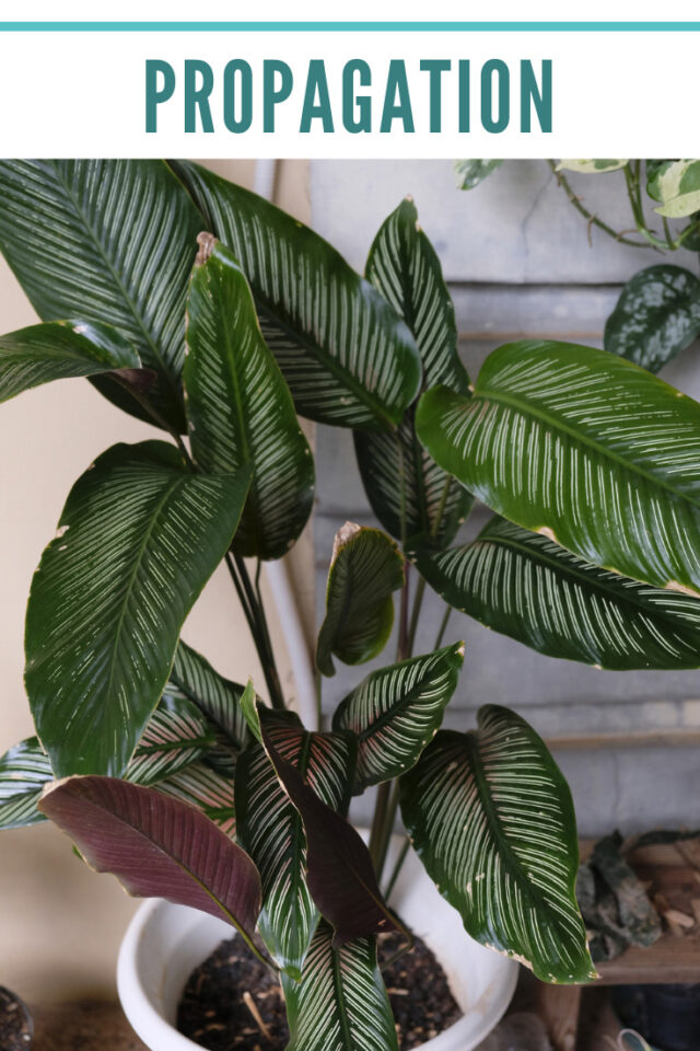 Calathea Ornata Care: 7 Essential Pinstripe Calathea Tips