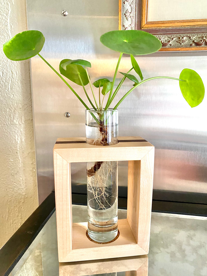 OHIOTROPICS STOREFRONT - Houseplant Care Tips