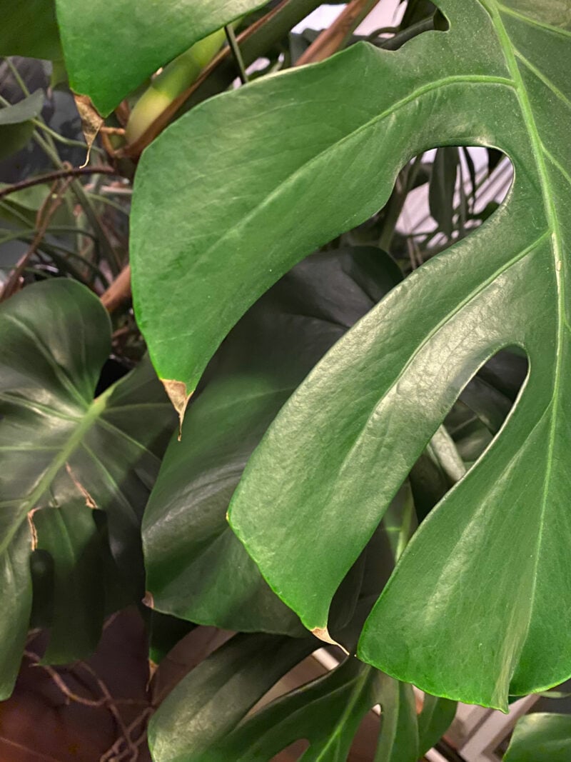 Monstera Problems: 22 Frustrating Problems & Solutions