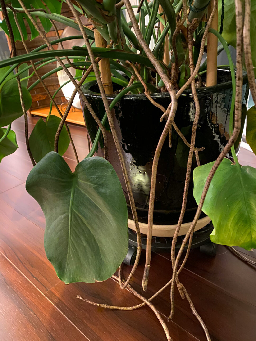 Monstera Aerial Roots: 7 Common Questions Answered