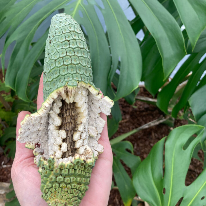 Monstera Has Only One Stem: 3 Important Things to Know