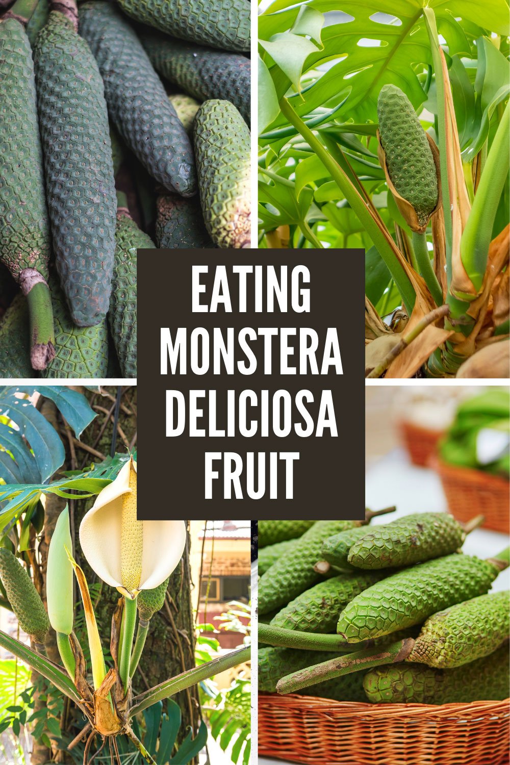 Monstera Deliciosa Fruit: 5 Things to Know About Eating It