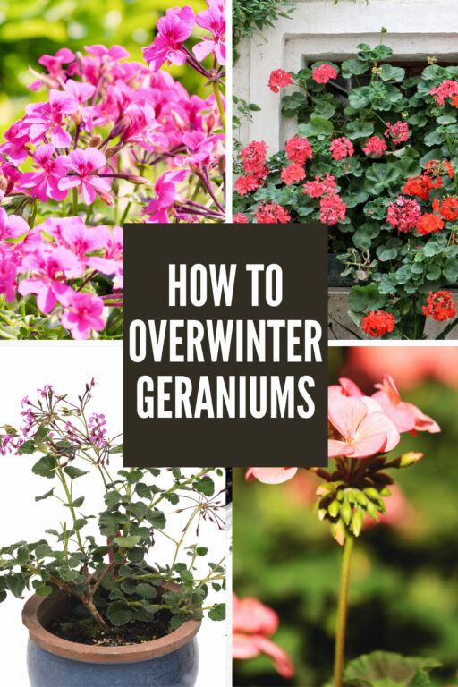 Overwintering Geraniums: 4 Simple Ways + How to Replant