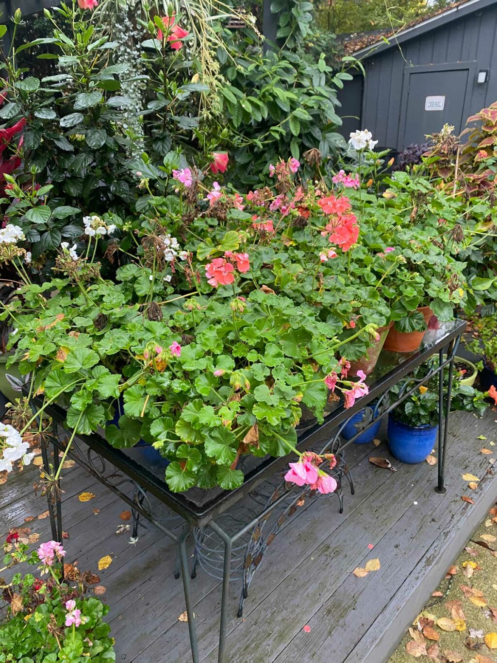 Overwintering Geraniums: 4 Simple Ways + How to Replant