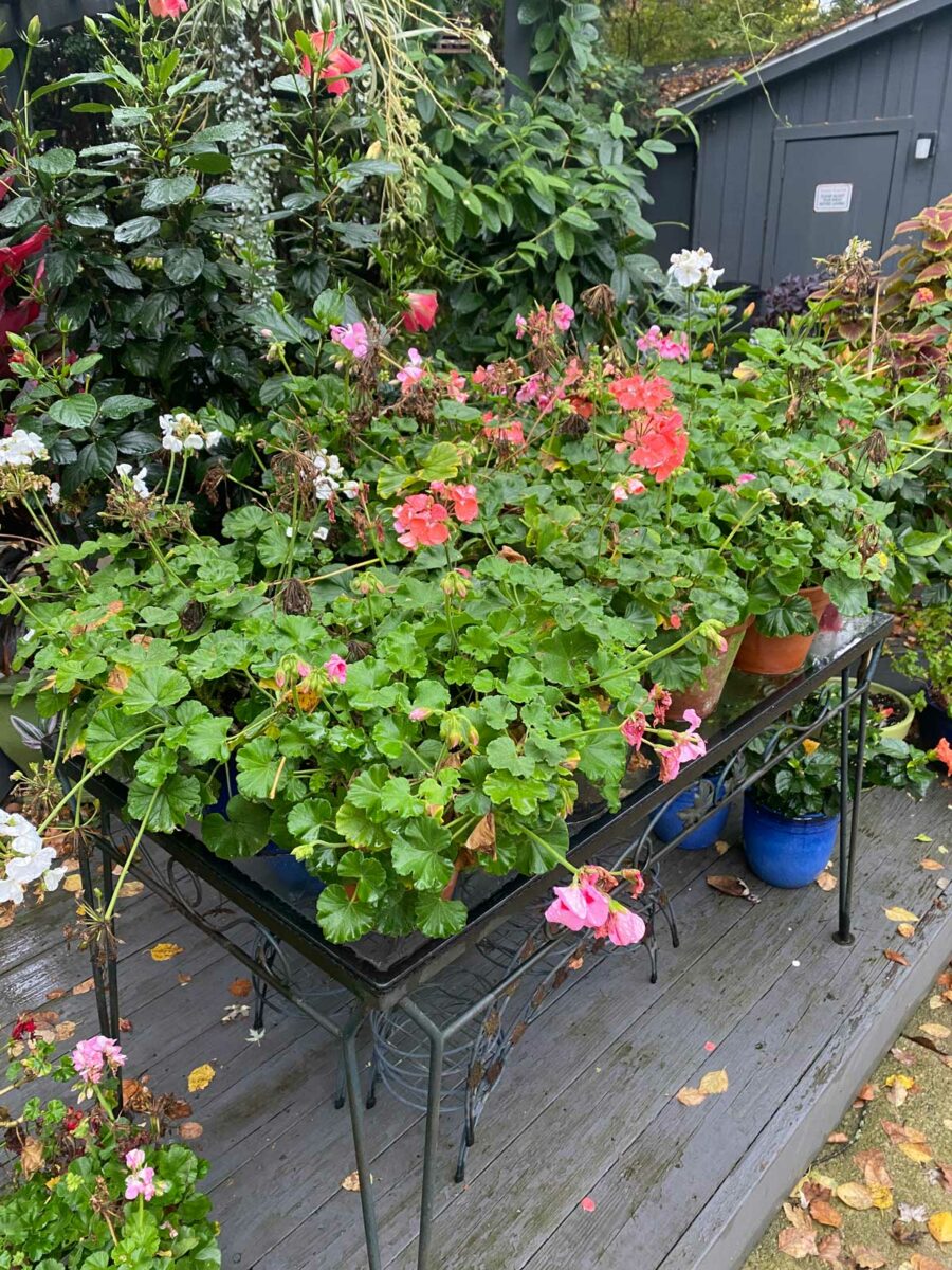 Overwintering Geraniums: 4 Simple Ways + How to Replant