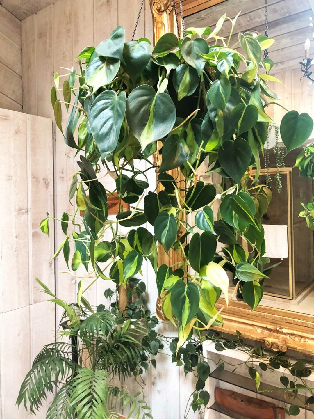 Philodendron Brasil: 9 Simple Care and Propagation Tips