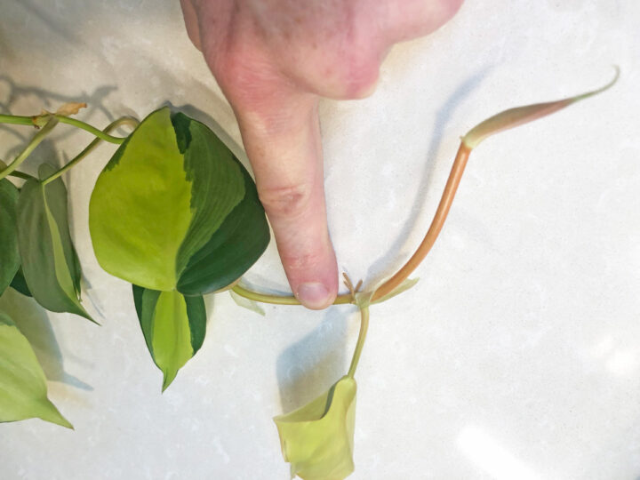 Philodendron Brasil: 9 Simple Care and Propagation Tips