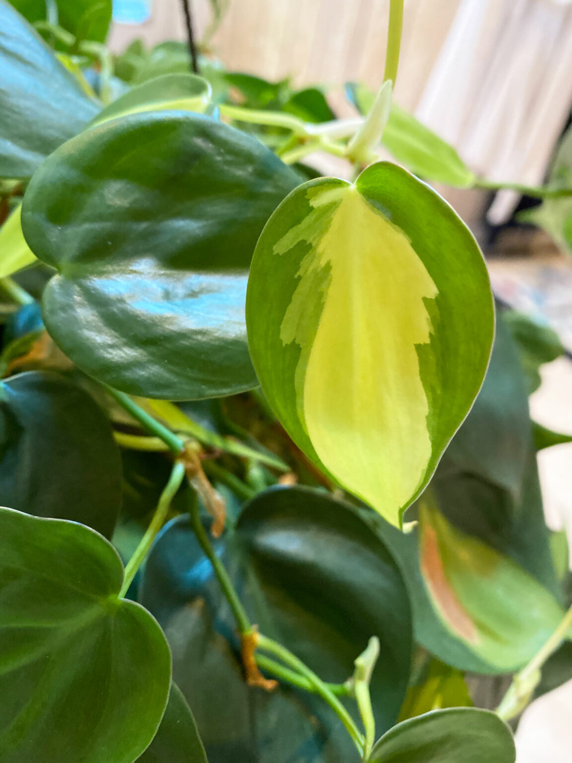 Philodendron Brasil: 9 Simple Care and Propagation Tips
