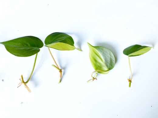 Philodendron Brasil: 9 Simple Care and Propagation Tips
