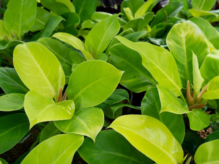 13 Glorious, Easy to Grow Philodendrons for Your Collection