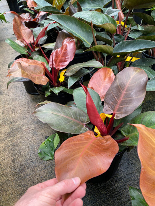 13 Glorious, Easy to Grow Philodendrons for Your Collection