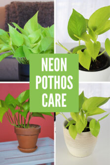 Neon Pothos Plant Care: All Questions Answered