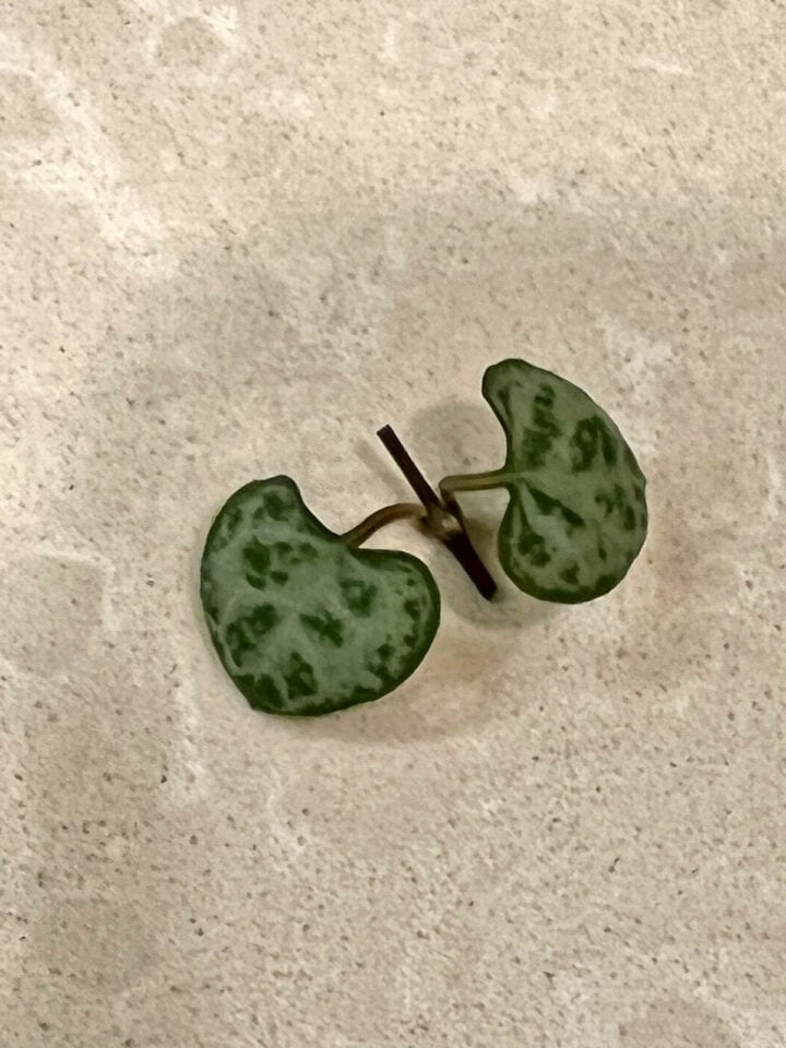 3 Useful Tips on How to Make String of Hearts Fuller