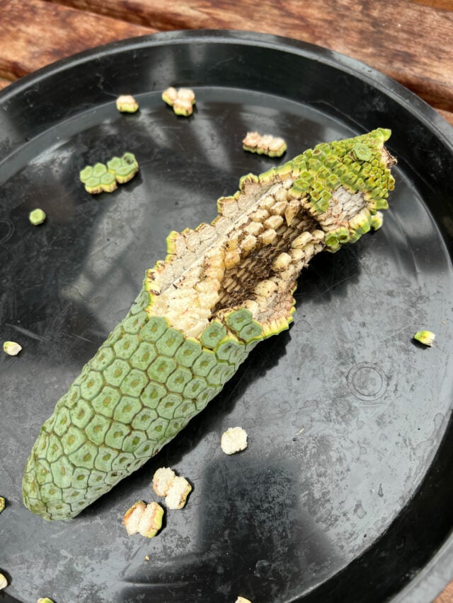 Monstera Deliciosa Fruit: 5 Things to Know About Eating It