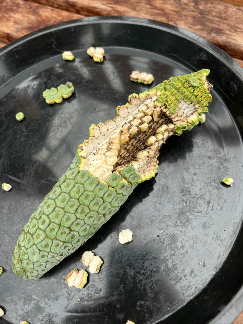 Monstera Deliciosa Fruit: 5 Things to Know About Eating It