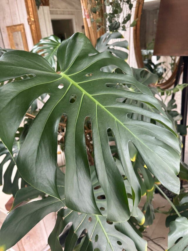 Monstera Deliciosa Fruit: 5 Things to Know About Eating It