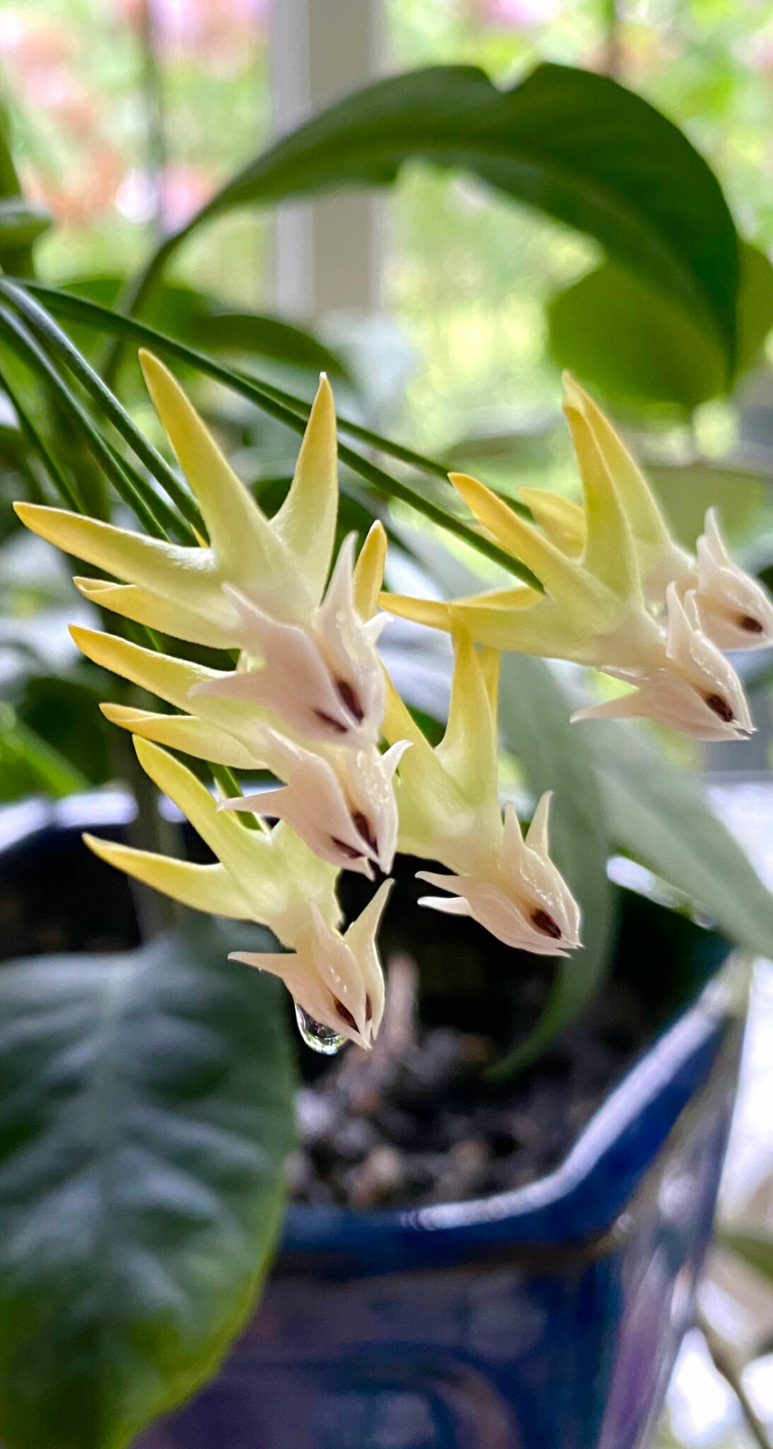 Hoya Multiflora: 7 Care Tips for the Shooting Star Hoya