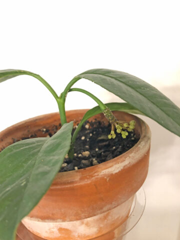 Hoya Multiflora: 7 Care Tips for the Shooting Star Hoya