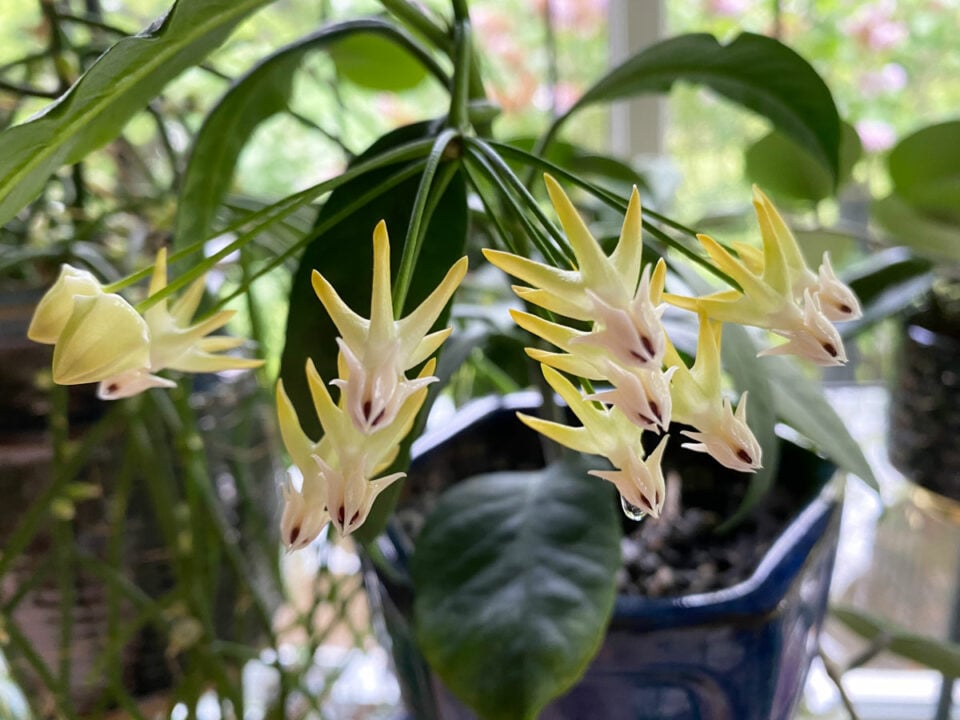 Hoya Multiflora: 7 Care Tips for the Shooting Star Hoya
