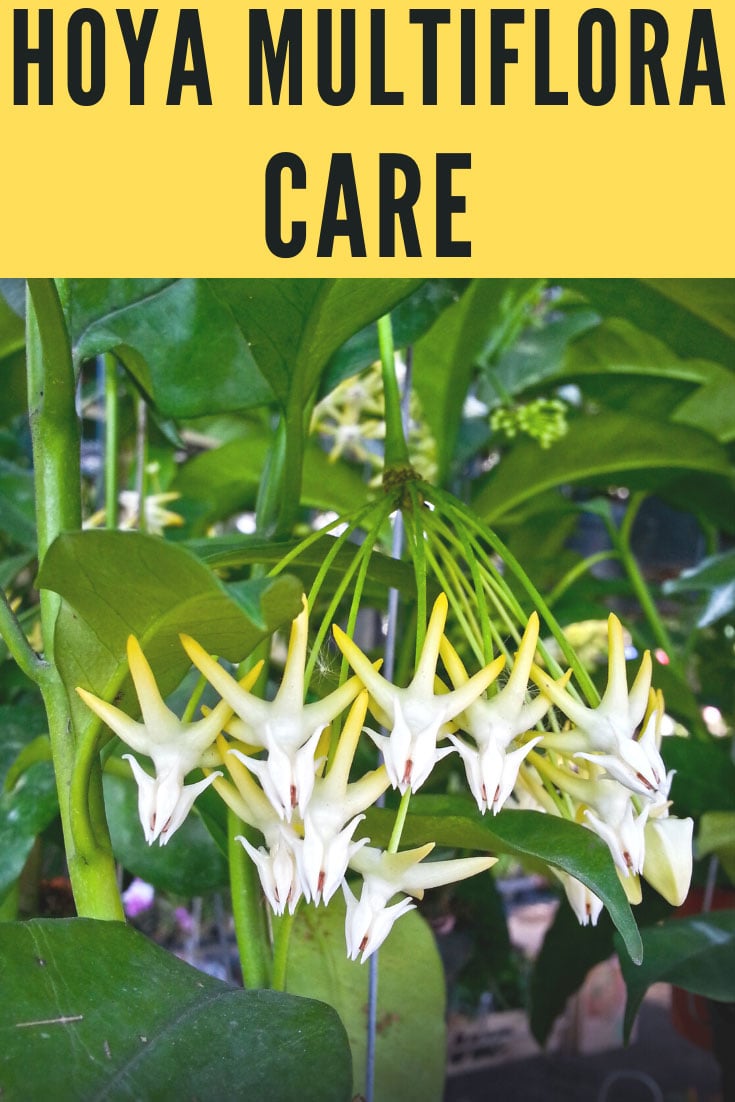 Hoya Multiflora: 7 Care Tips for the Shooting Star Hoya