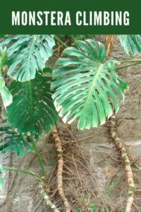 Monstera Aerial Roots: 7 Common Questions Answered