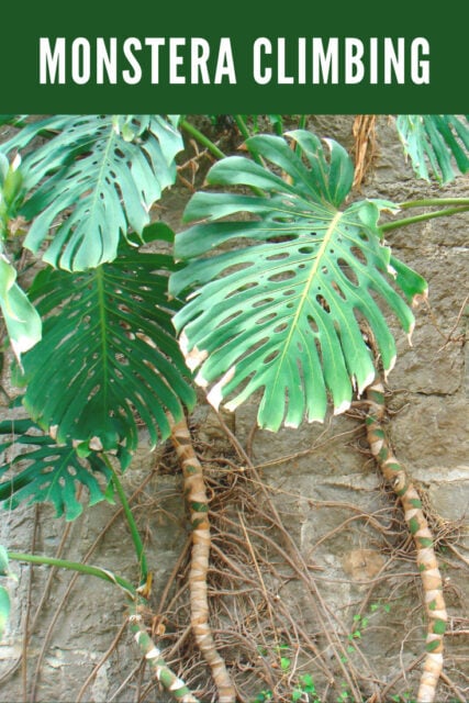 Monstera Aerial Roots: 7 Common Questions Answered
