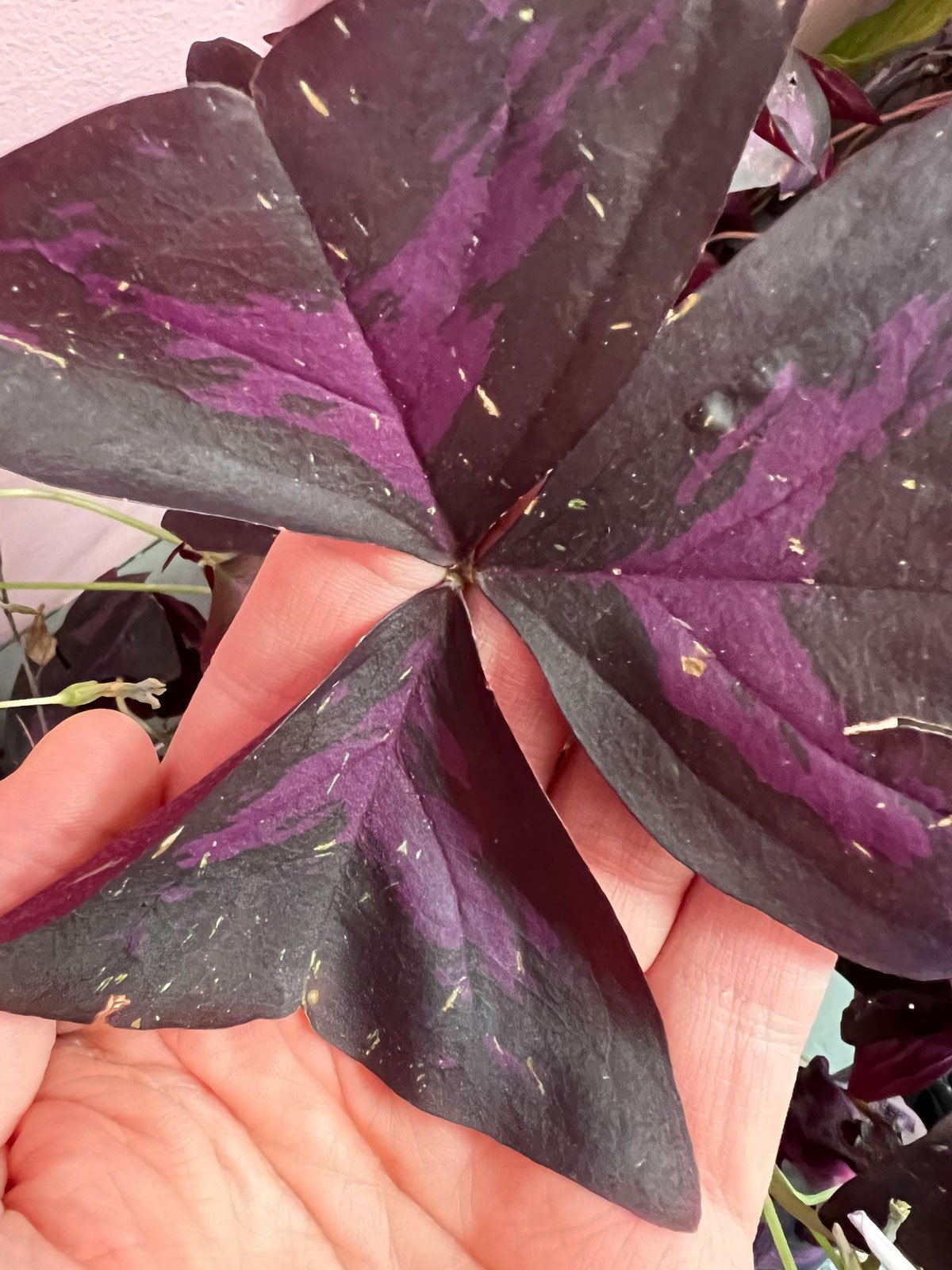 Beginner's Guide to Growing Oxalis Triangularis