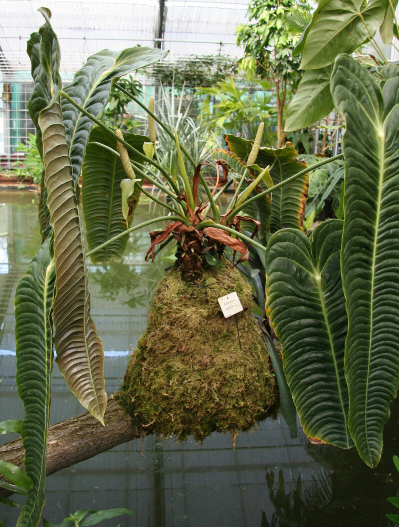 Anthurium Varieties: 21 Unique Types You Can Collect