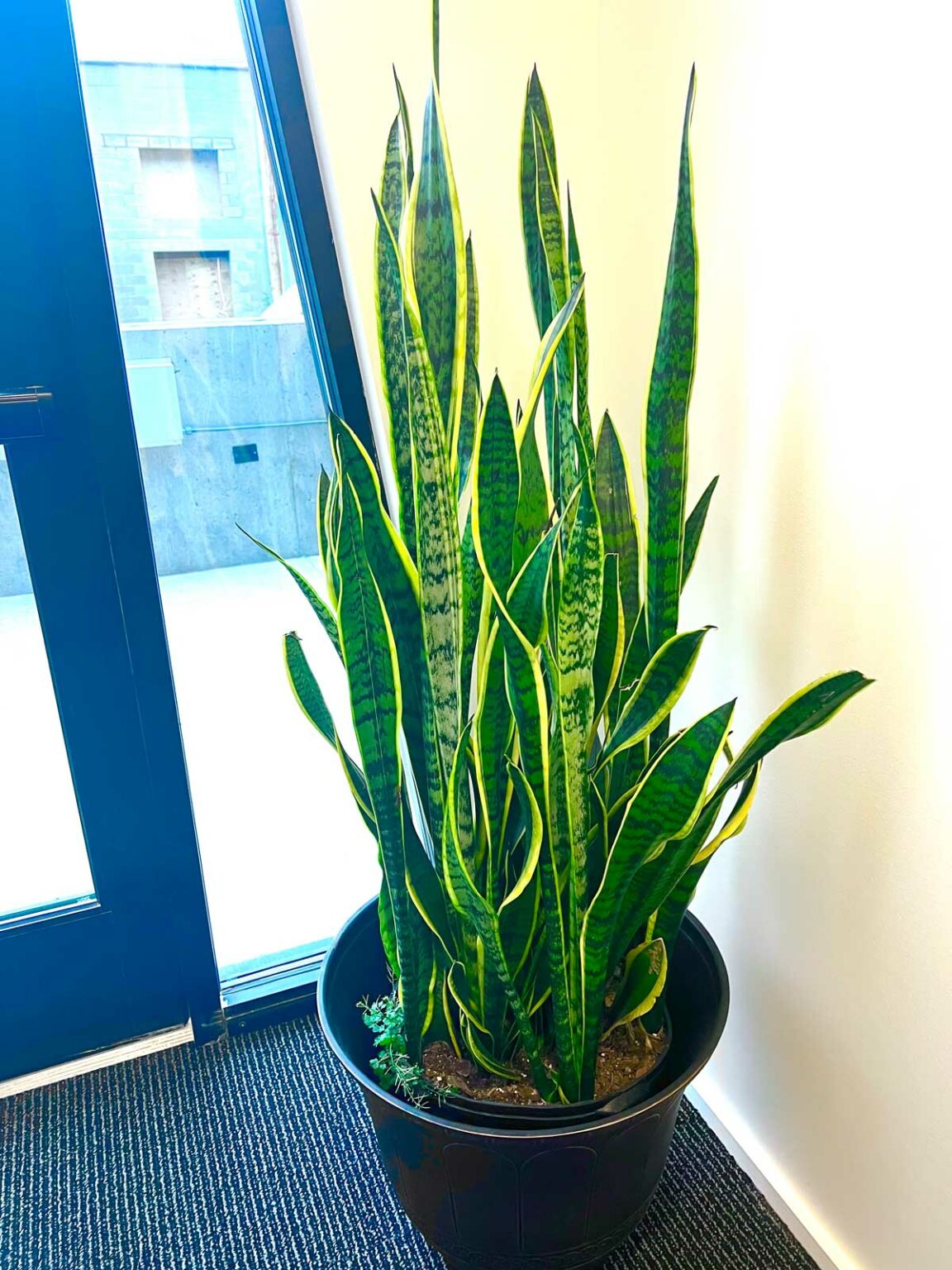 13 Beautiful Types Of Snake Plants To Grow with Pictures 13 Beautiful Types Of Snake Plants To Grow with Pictures