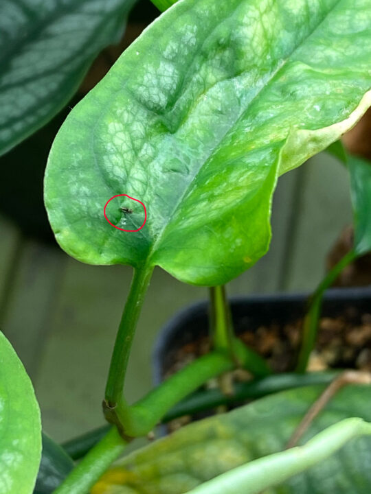 Thrips on Houseplants: 6 Top Steps to Treat (and prevent)