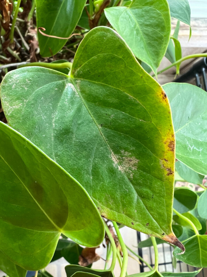 Thrips on Houseplants: 6 Top Steps to Treat (and prevent)